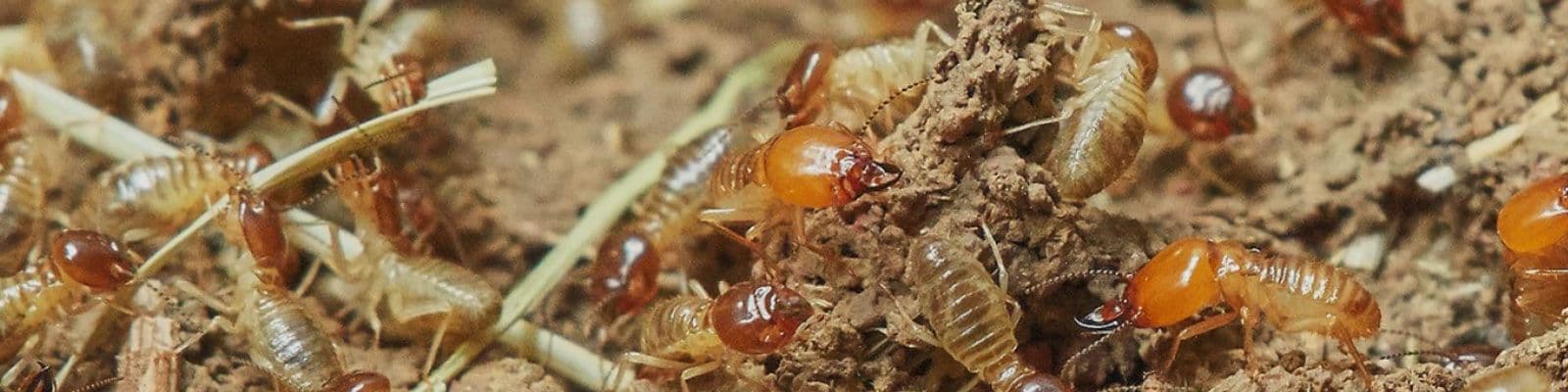 Unlocking the Secrets to Effective Termite Control